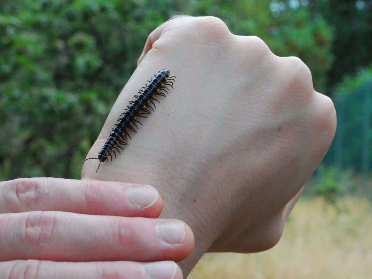 My Brief Time with a Pet Millipede – A Blog by Chris!